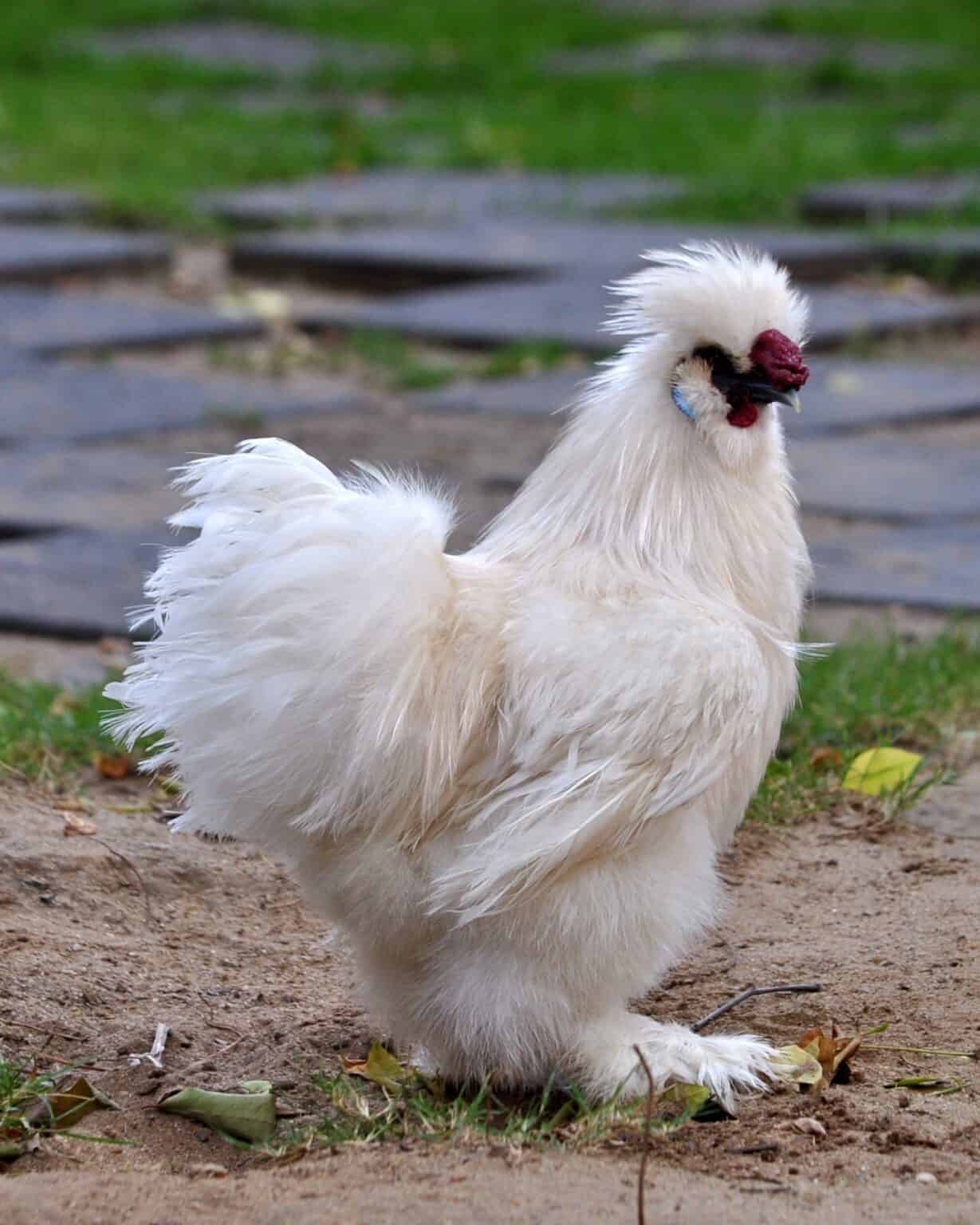 16 Chickens With Crazy or Funny Hair (With Pictures)