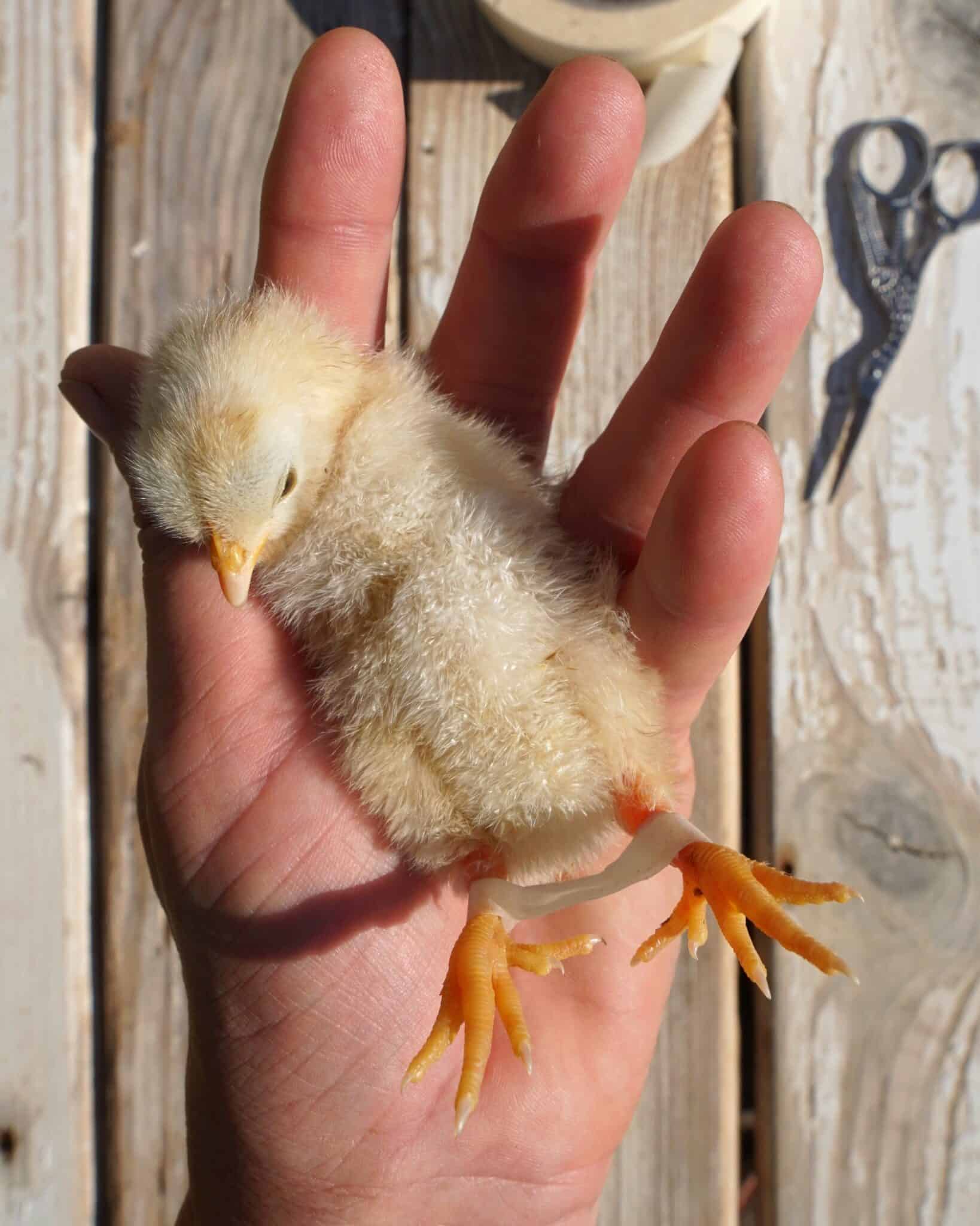 How to Spot and Treat Splayed Leg in Chicks - Daily Chickens