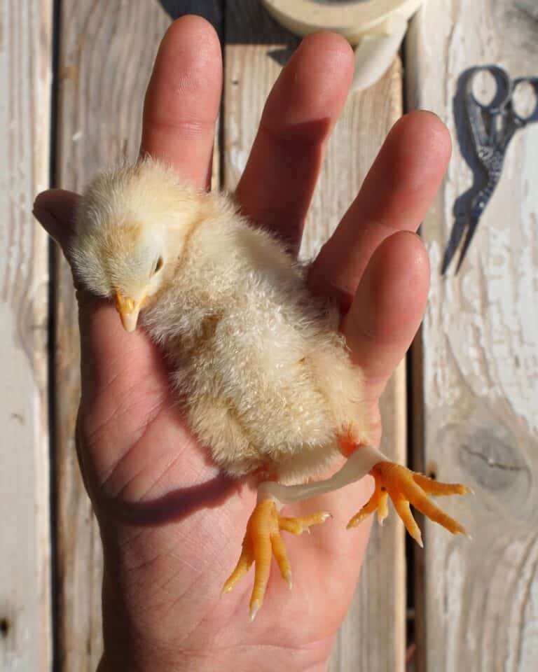 How to Spot and Treat Splayed Leg in Chicks - Daily Chickens