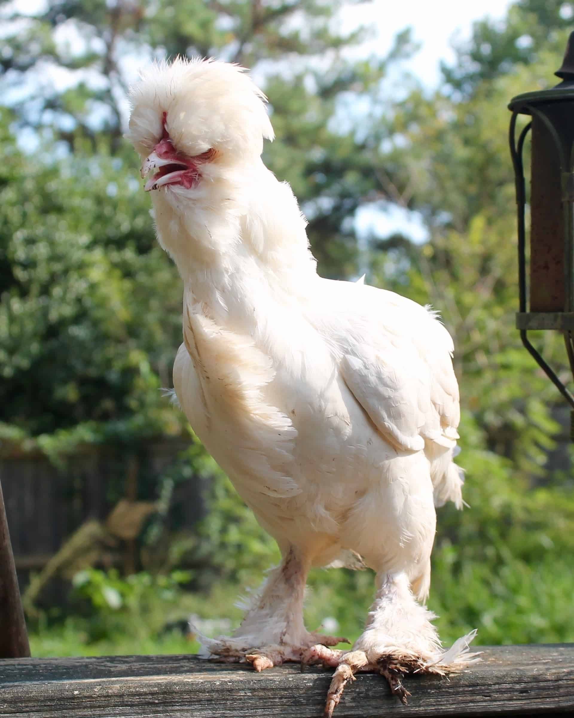 16 Chickens With Crazy or Funny Hair (With Pictures)
