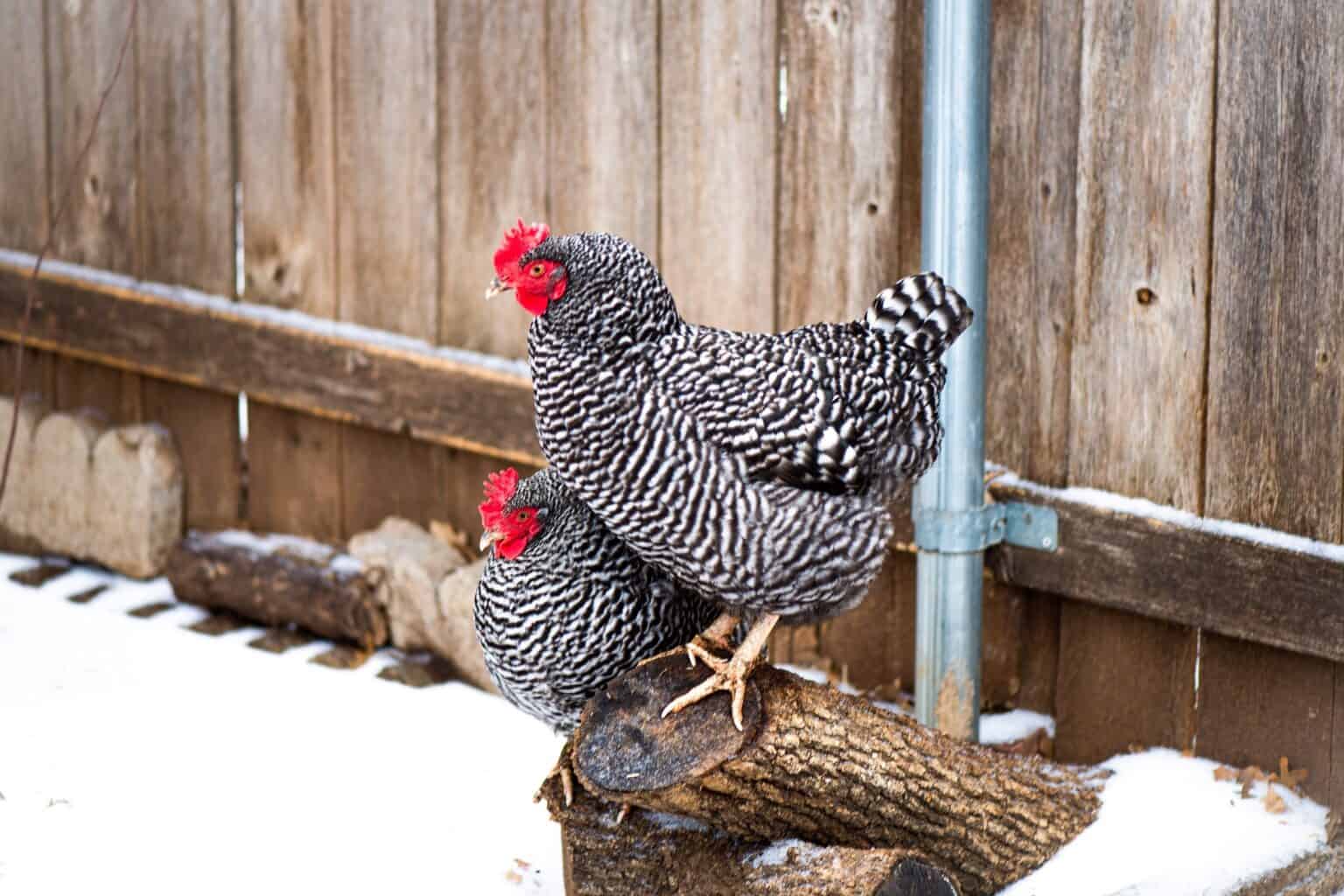 Plymouth Rock (Barred Rock) Hen vs Rooster