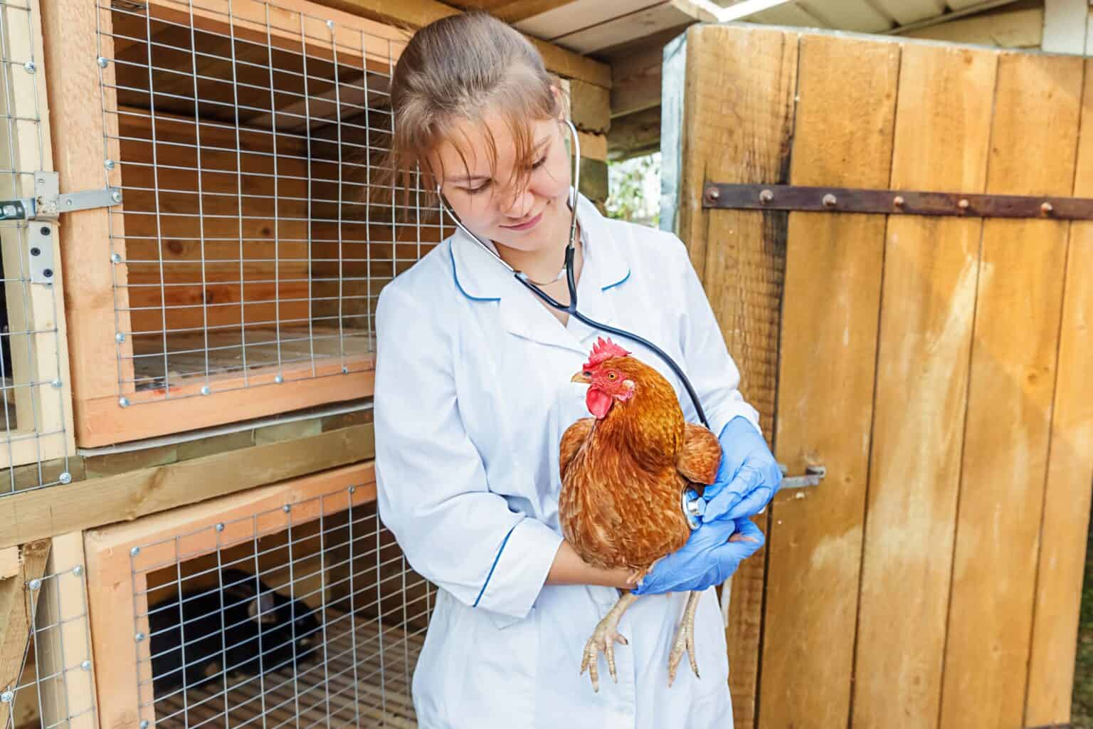 Flystrike in Chickens: Causes, Symptoms & Treatment