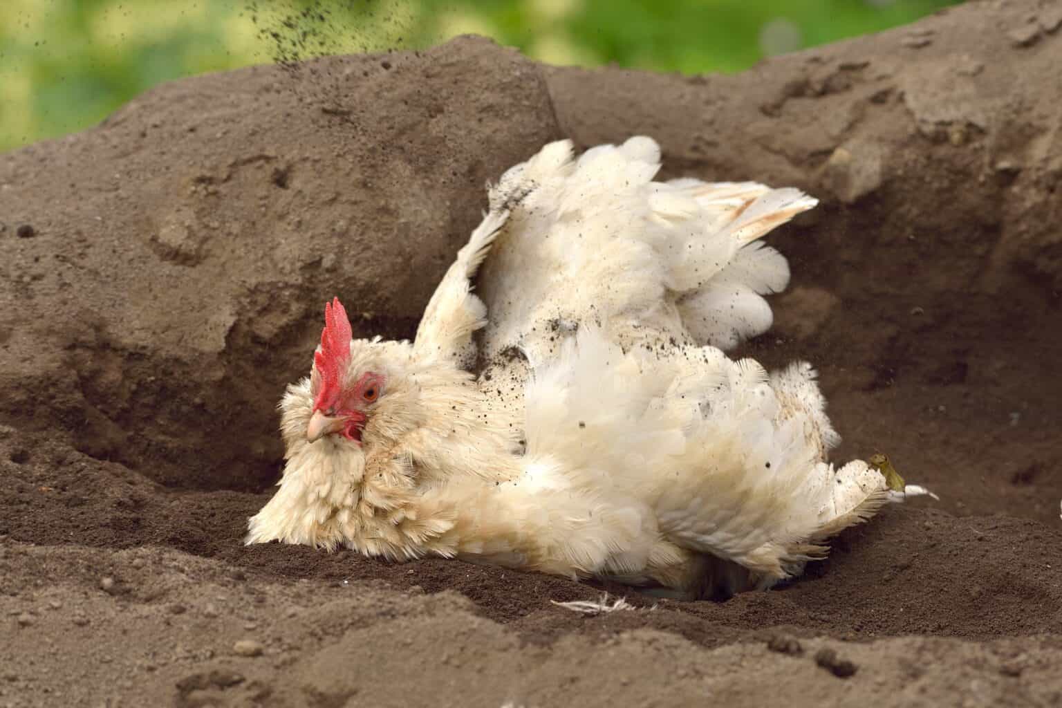 Sand for Chicken Coop: What Kind of Sand & How to Use It