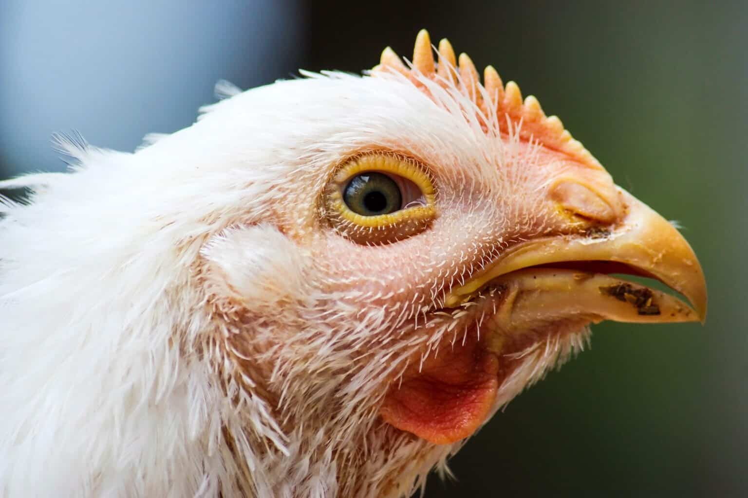 13 Interesting Facts About Chicken Eyes and Vision