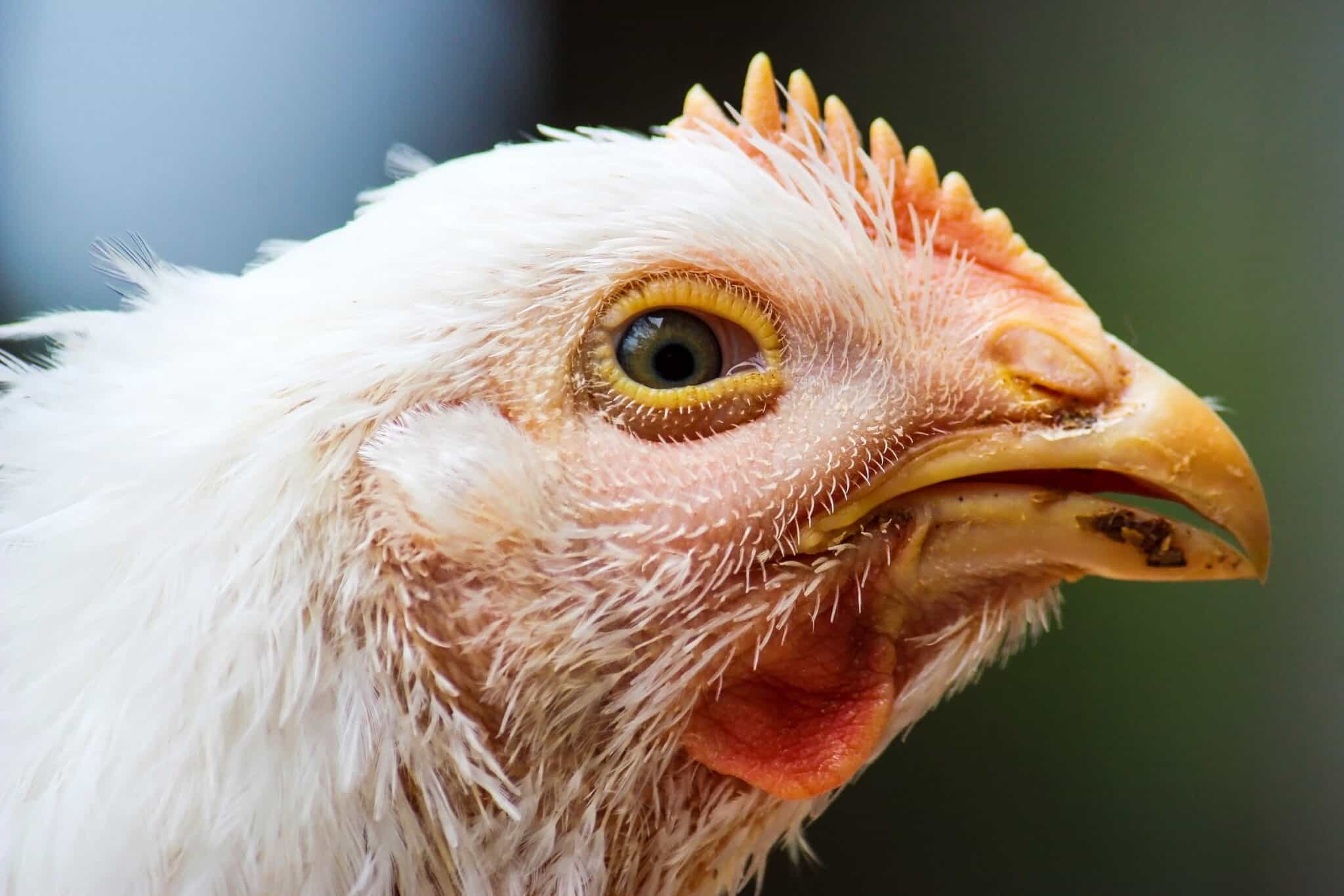 13 Interesting Facts About Chicken Eyes and Vision