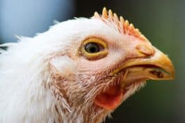13 Interesting Facts About Chicken Eyes and Vision