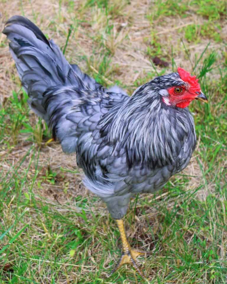 20 Best Blue Chicken Breeds (With Pictures)