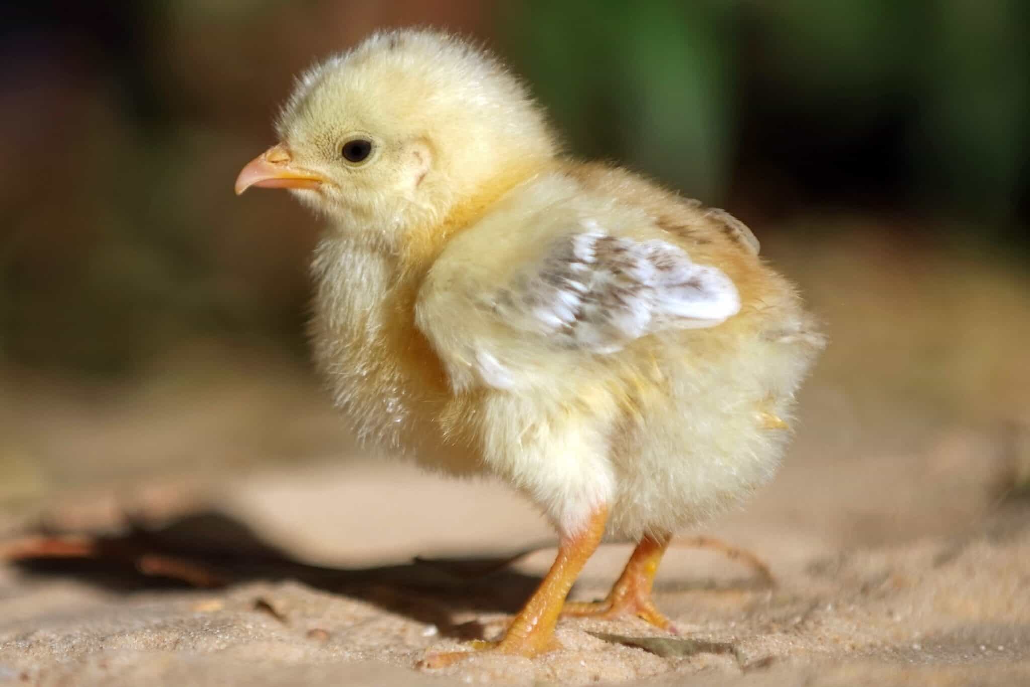 How to Spot and Treat Splayed Leg in Chicks - Daily Chickens