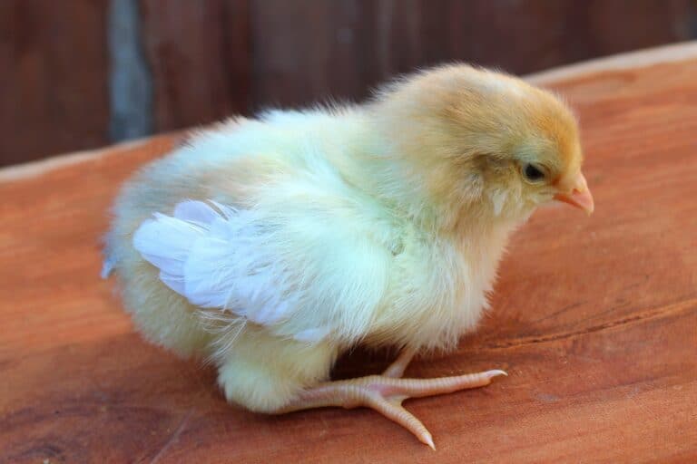 How to Spot and Treat Splayed Leg in Chicks - Daily Chickens