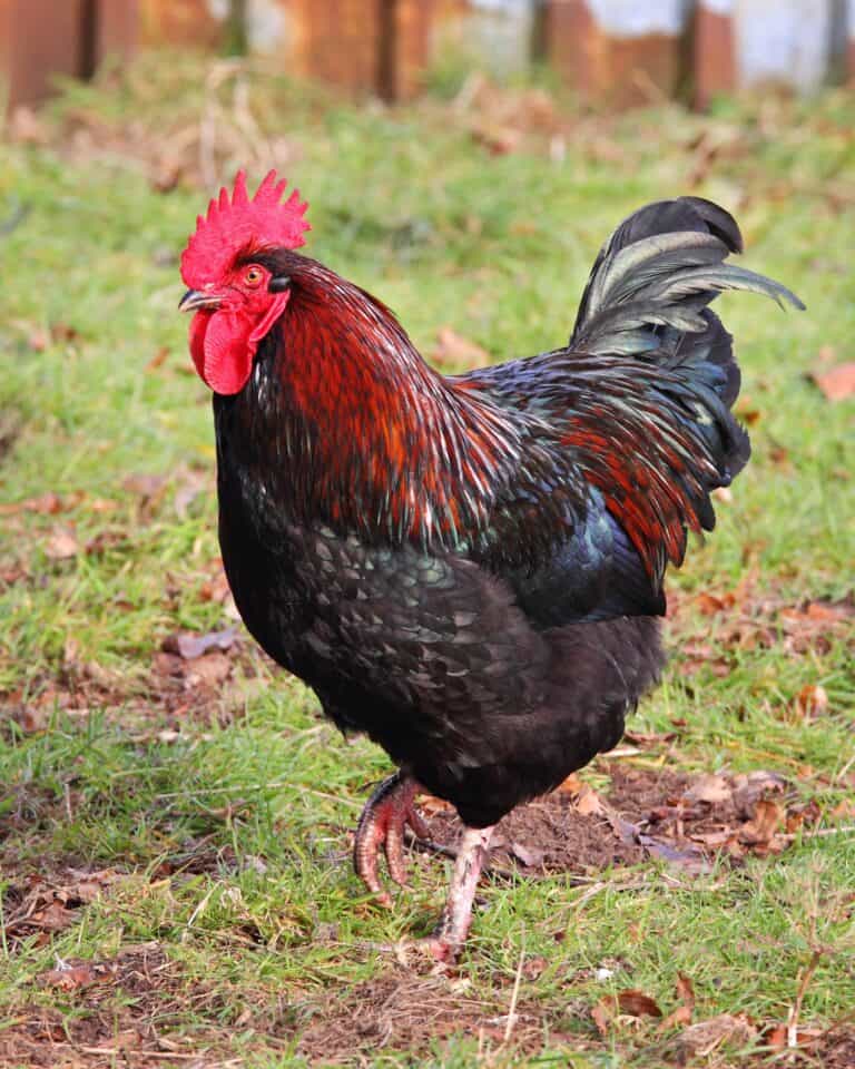 Barnevelder Chicken: Breed Profile, Facts & Pictures