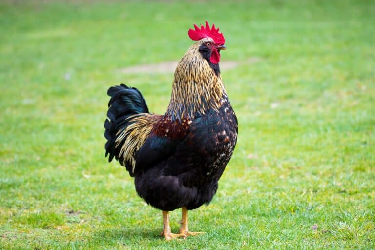 Barnevelder Chicken: Breed Profile, Facts & Pictures