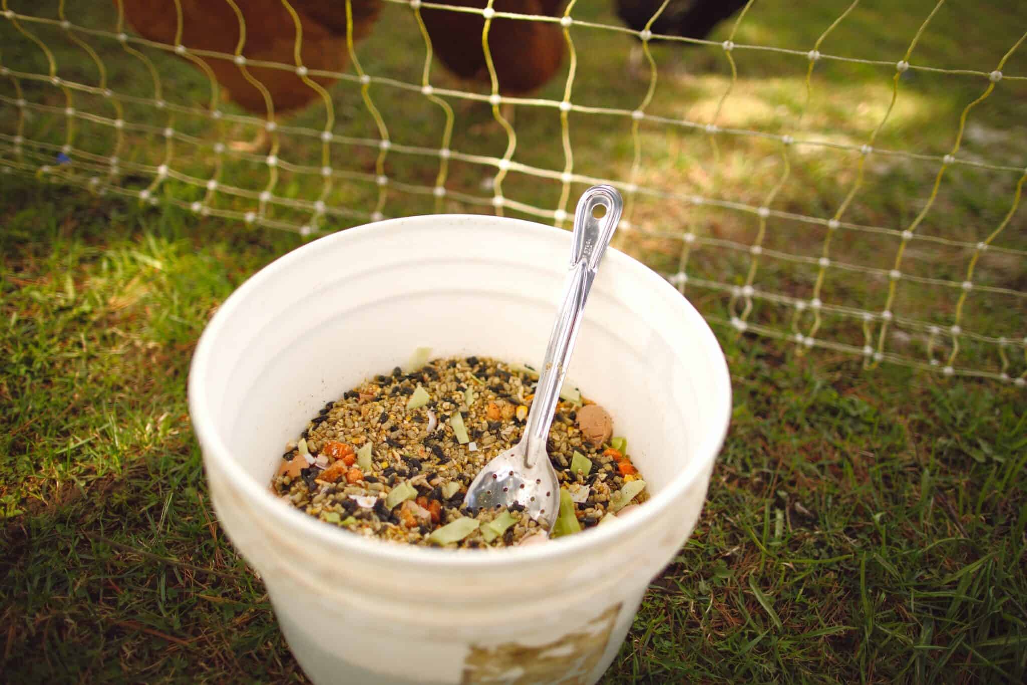 How to Ferment Chicken Feed (for Healthier Hens & Eggs)