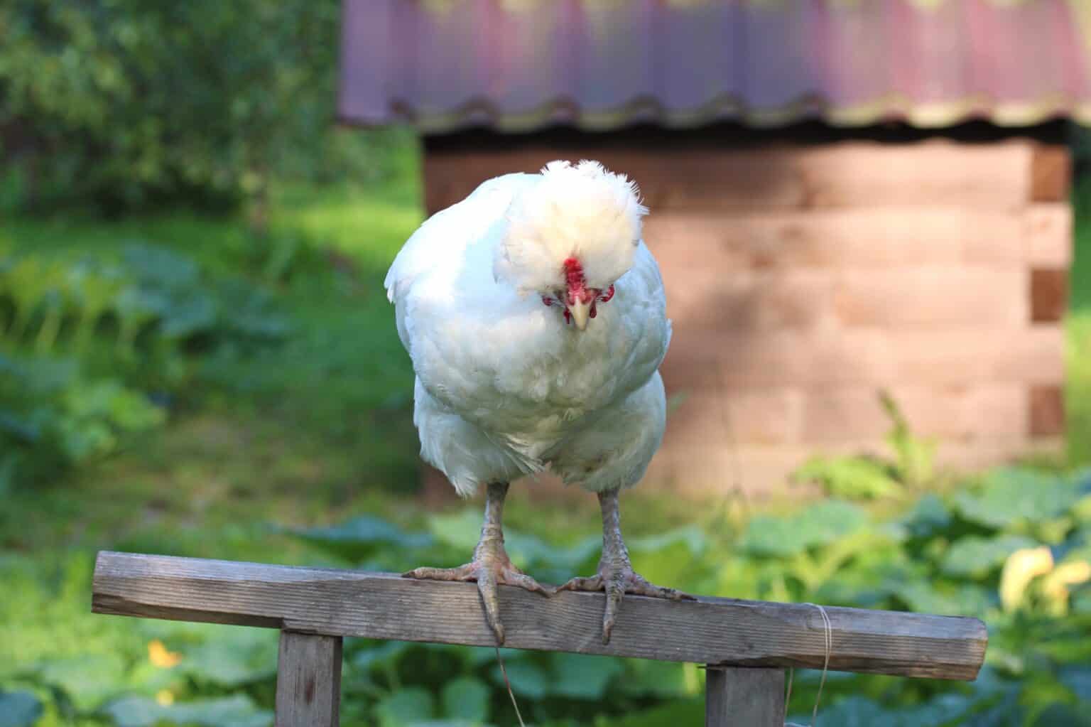 How to Build a Chicken Roost (12 Best Roost Ideas)