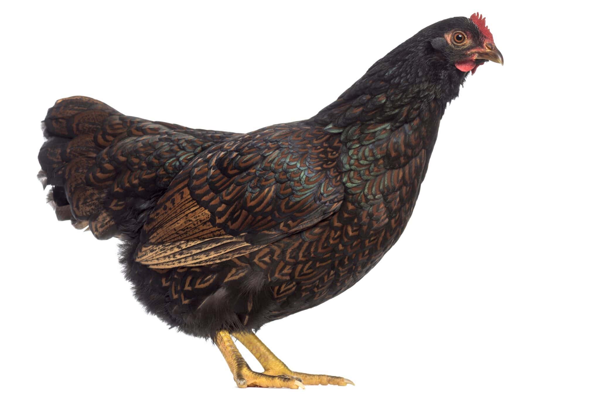 Barnevelder Chicken: Breed Profile, Facts & Pictures
