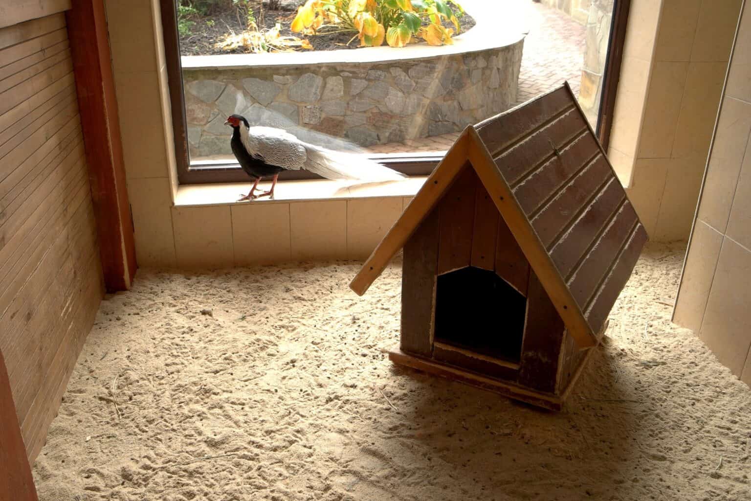 Keeping an Indoor Pet Chicken: An Ultimate Guide