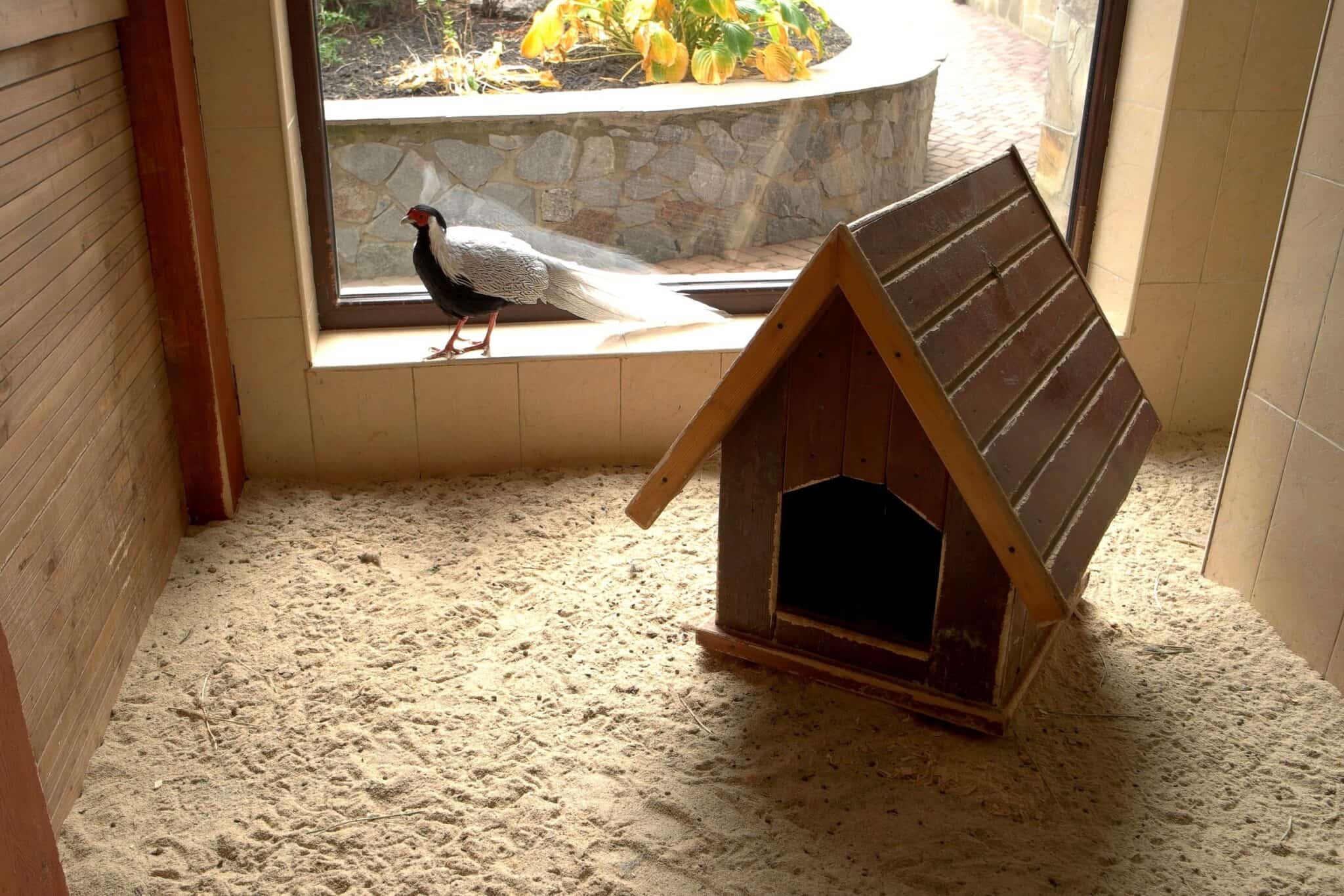 Keeping an Indoor Pet Chicken: An Ultimate Guide