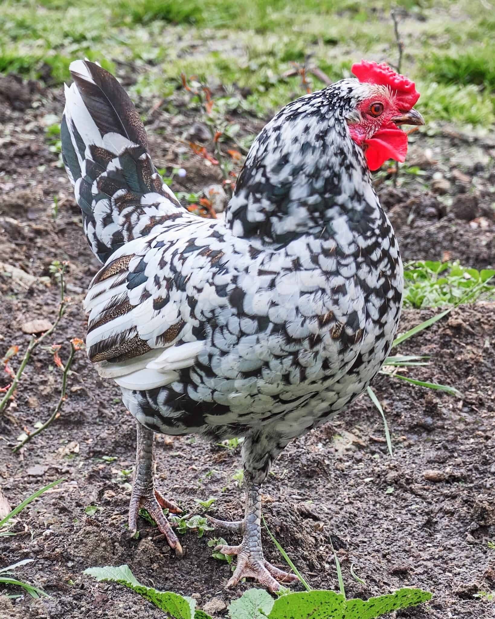 Top 19 Chickens That Lay White Eggs