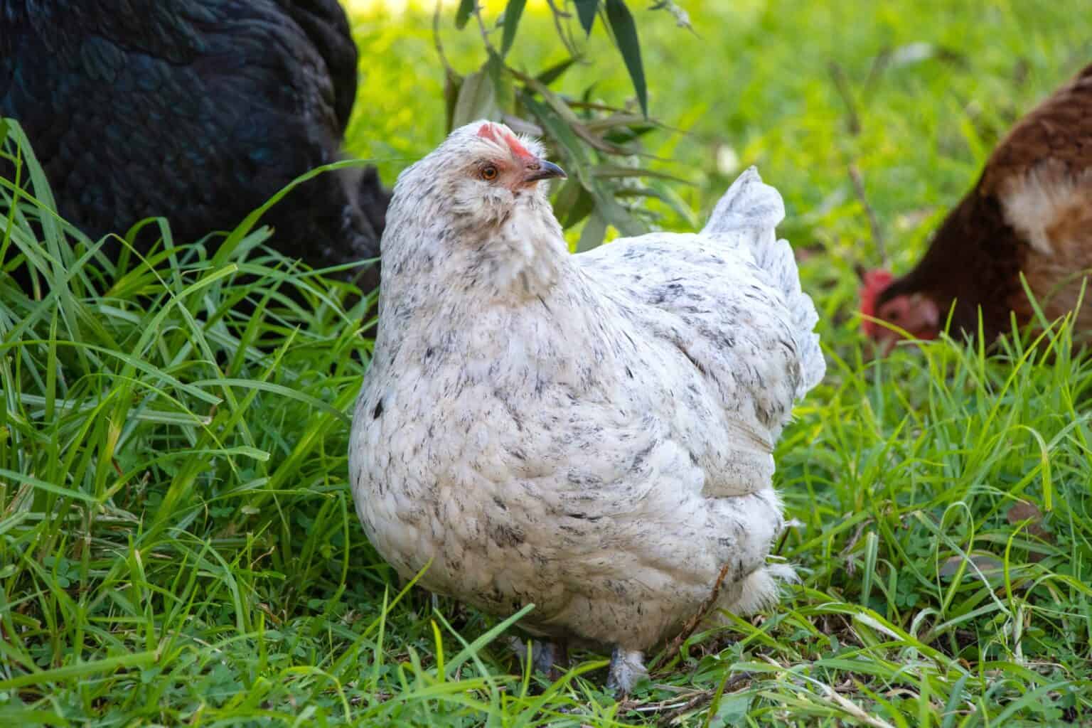 Top 20 Chickens That Lay Colored Eggs