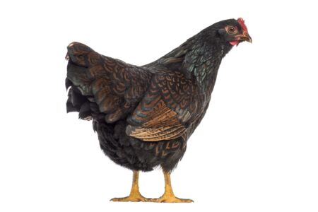 Barnevelder Chicken: Breed Profile, Facts & Pictures