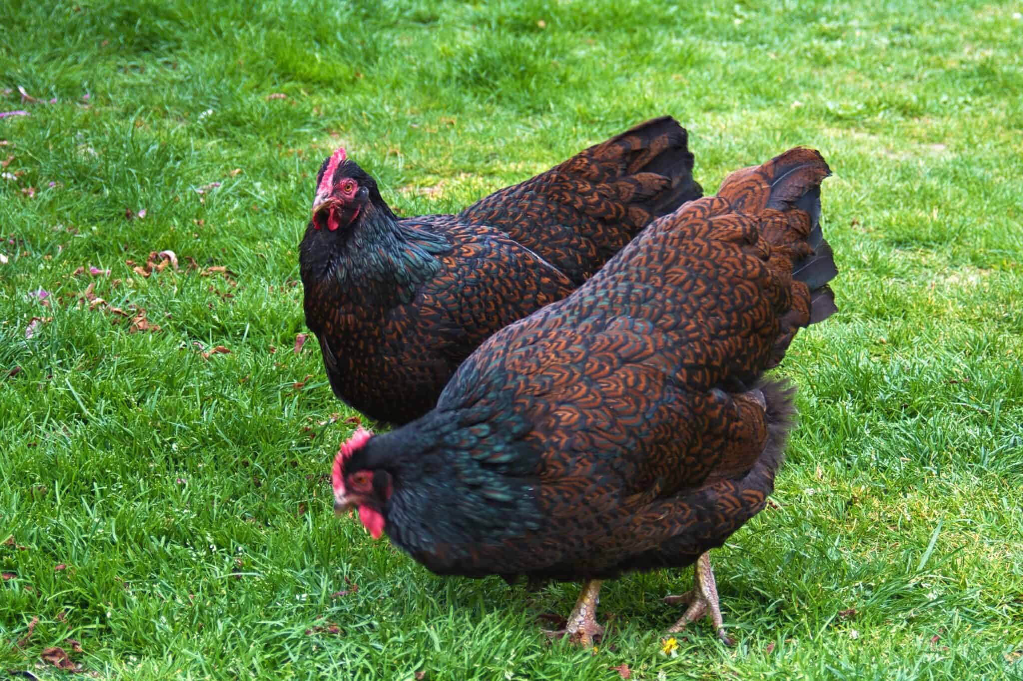 Barnevelder Chicken: Breed Profile, Facts & Pictures