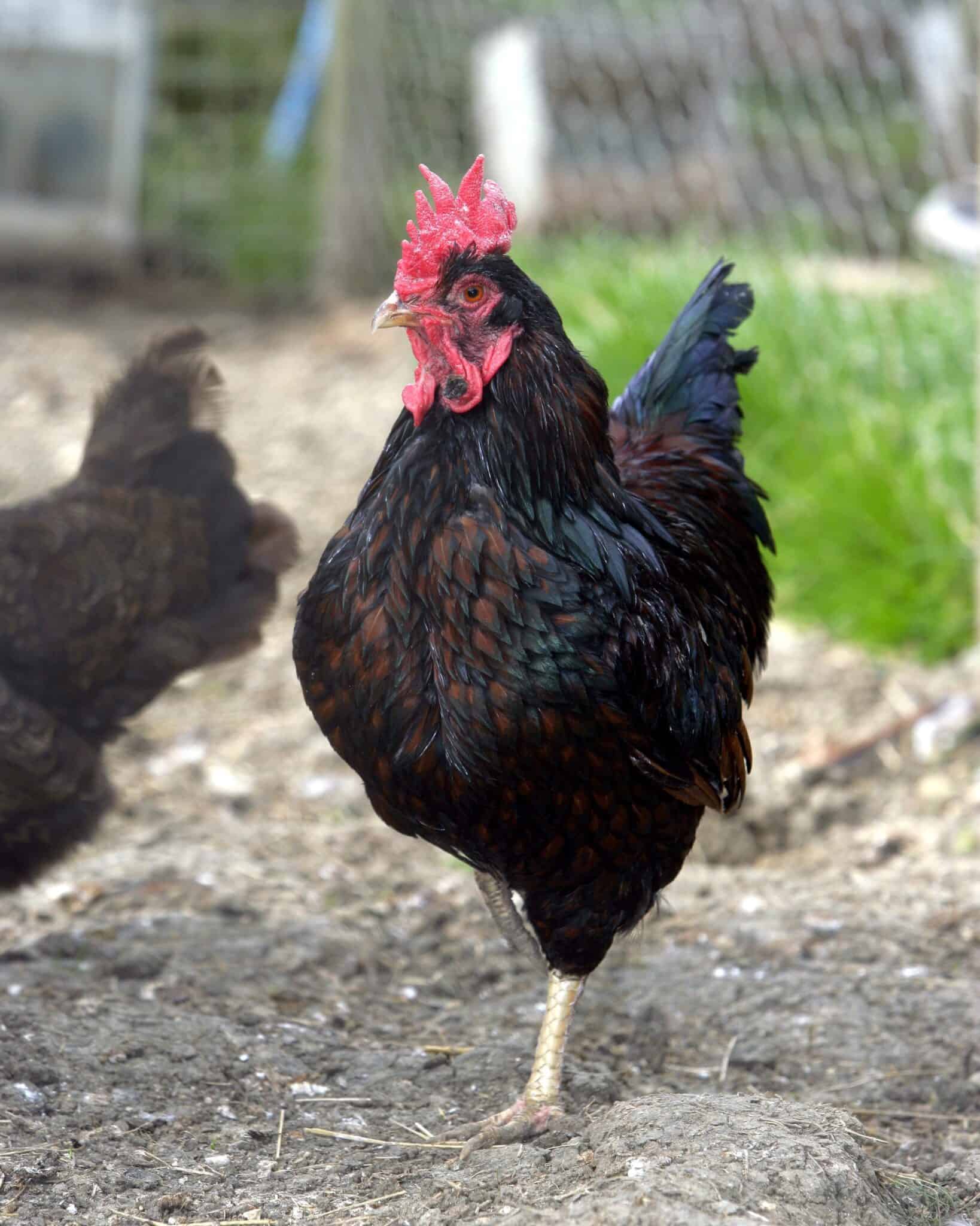 Barnevelder Chicken: Breed Profile, Facts & Pictures