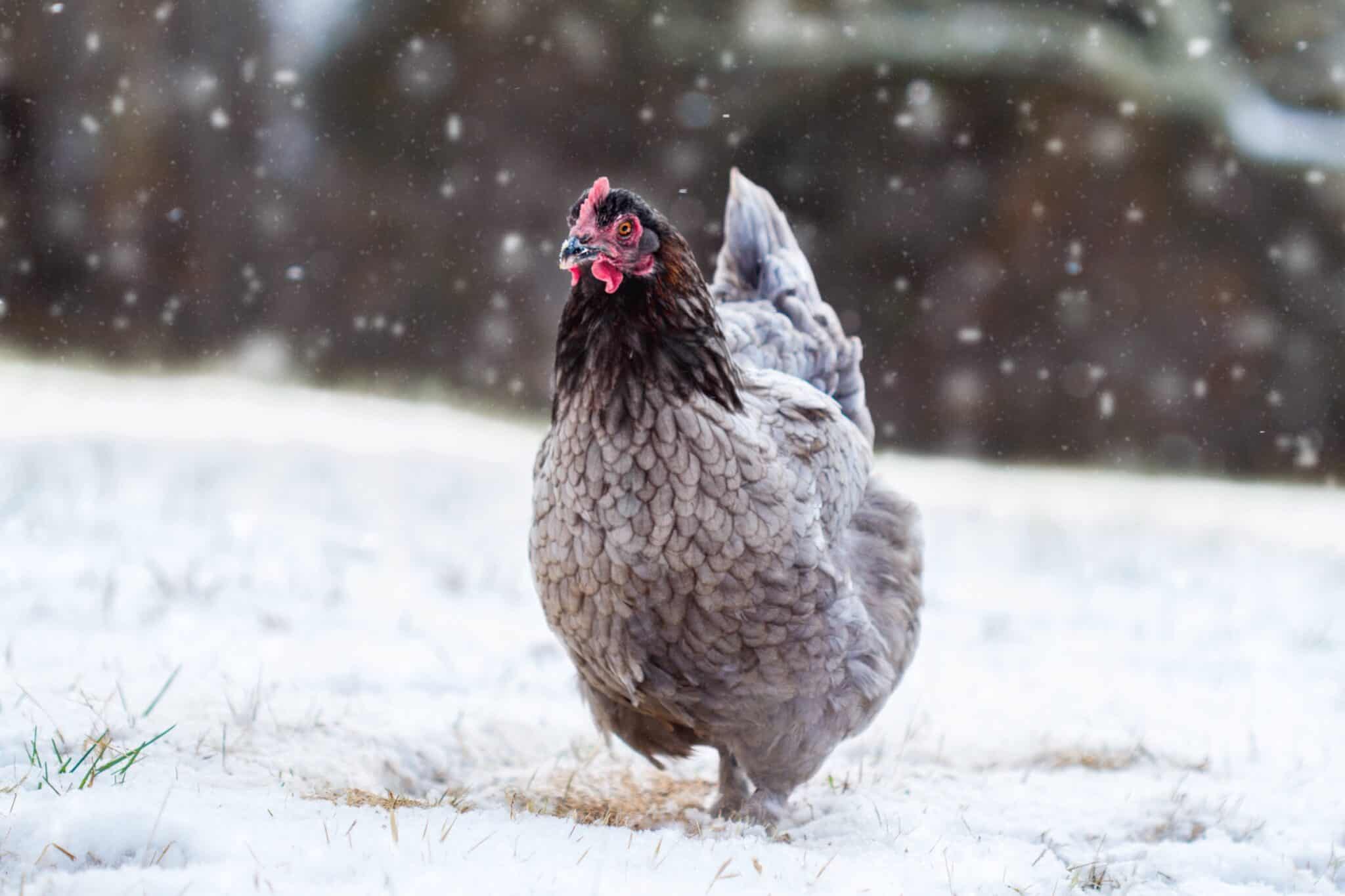 Top 20 Chickens That Lay Colored Eggs