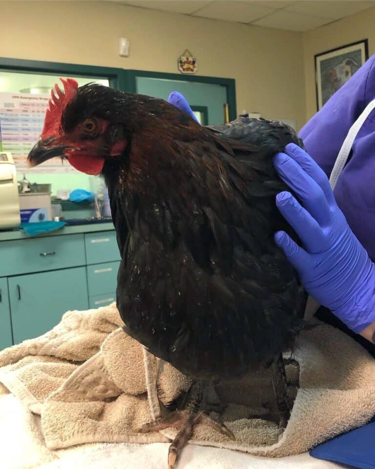 Crop Impaction in Chickens: Symptoms and Treatment