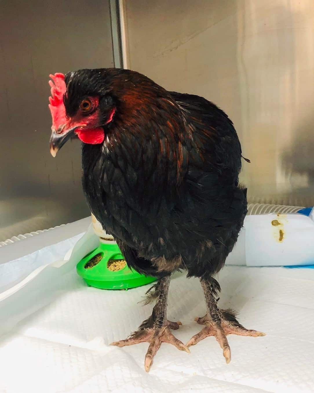 Crop Impaction in Chickens: Symptoms and Treatment