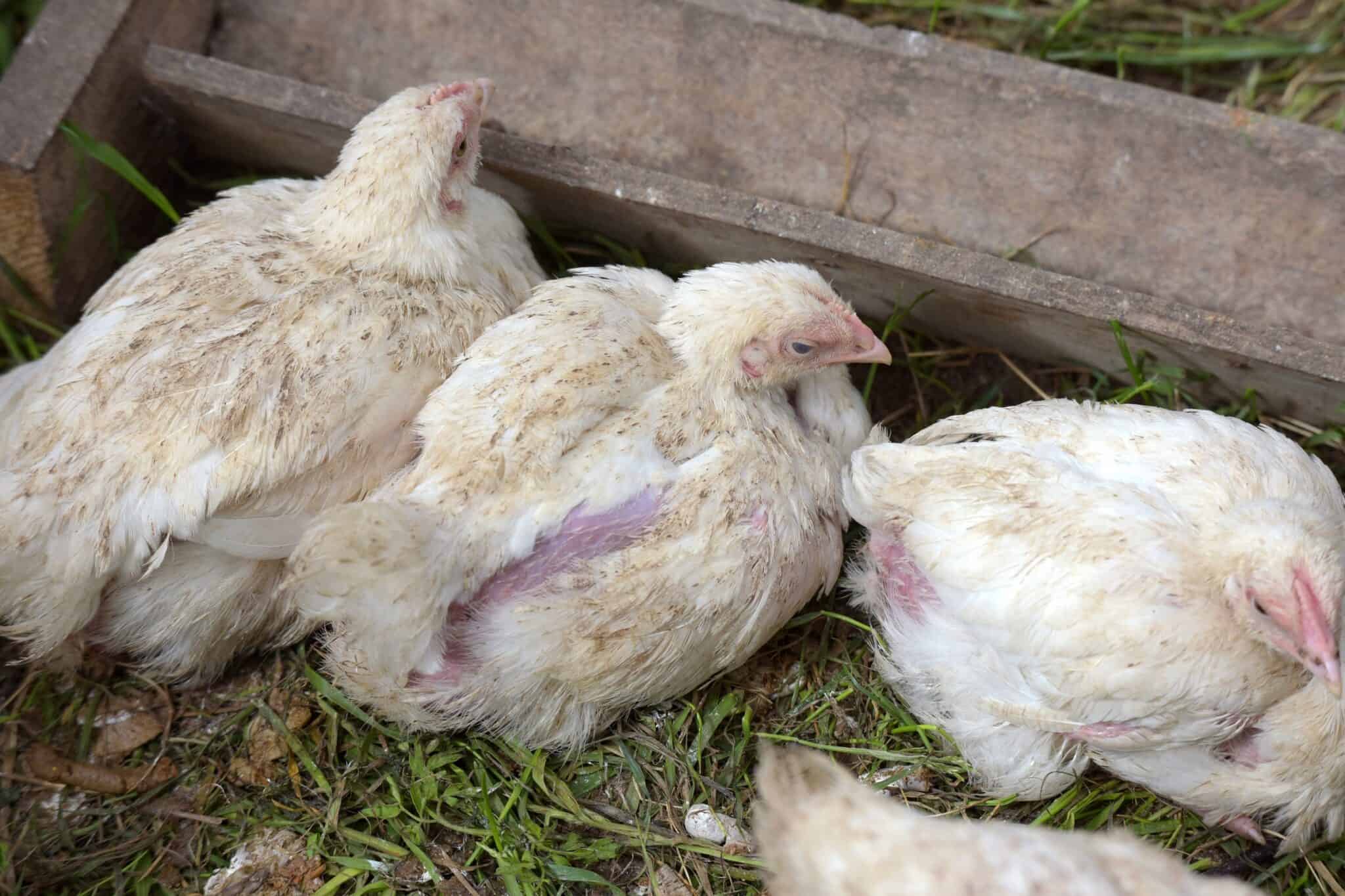 How to Cull a Chicken (The Most Humane Way)