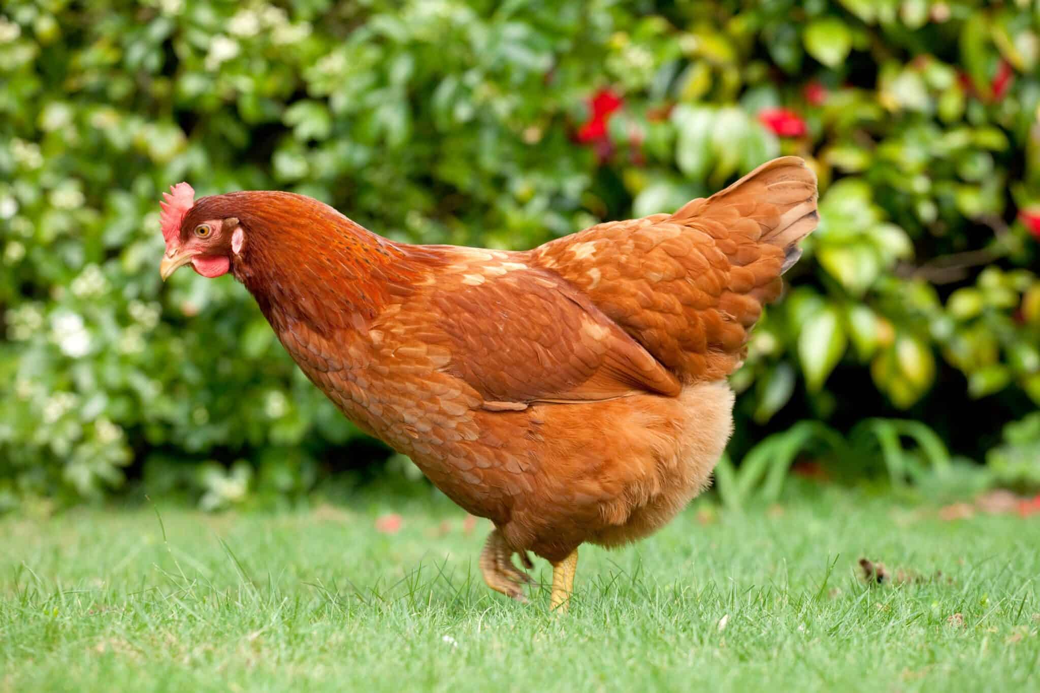 Can Chickens Eat Peppers? (Health Benefits & Risks)