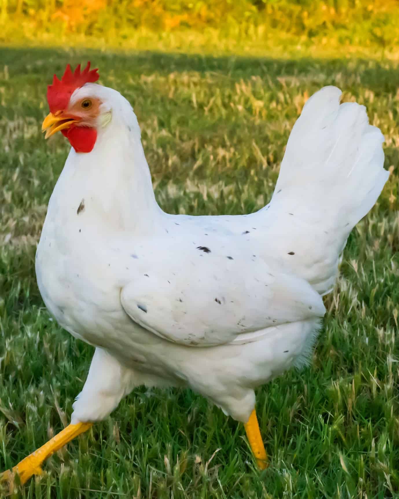 Top 19 Chickens That Lay White Eggs