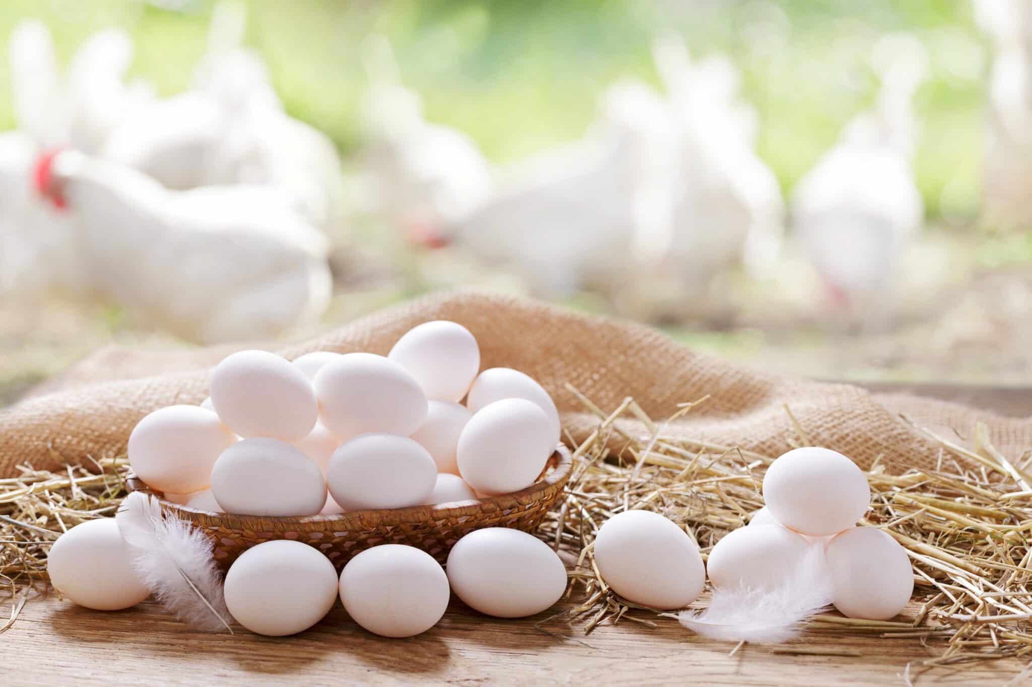 Top 19 Chickens That Lay White Eggs