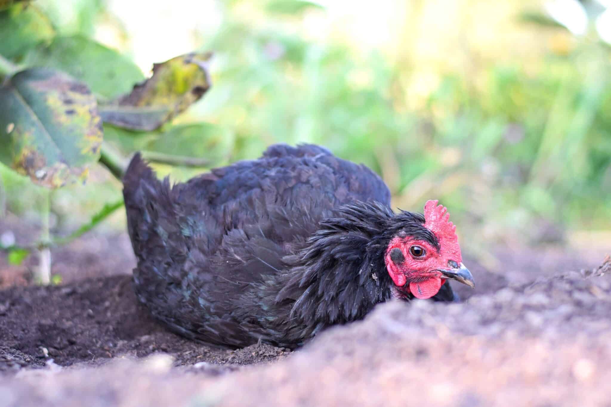 Chicken Mites: How to Identify and Get Rid of Them