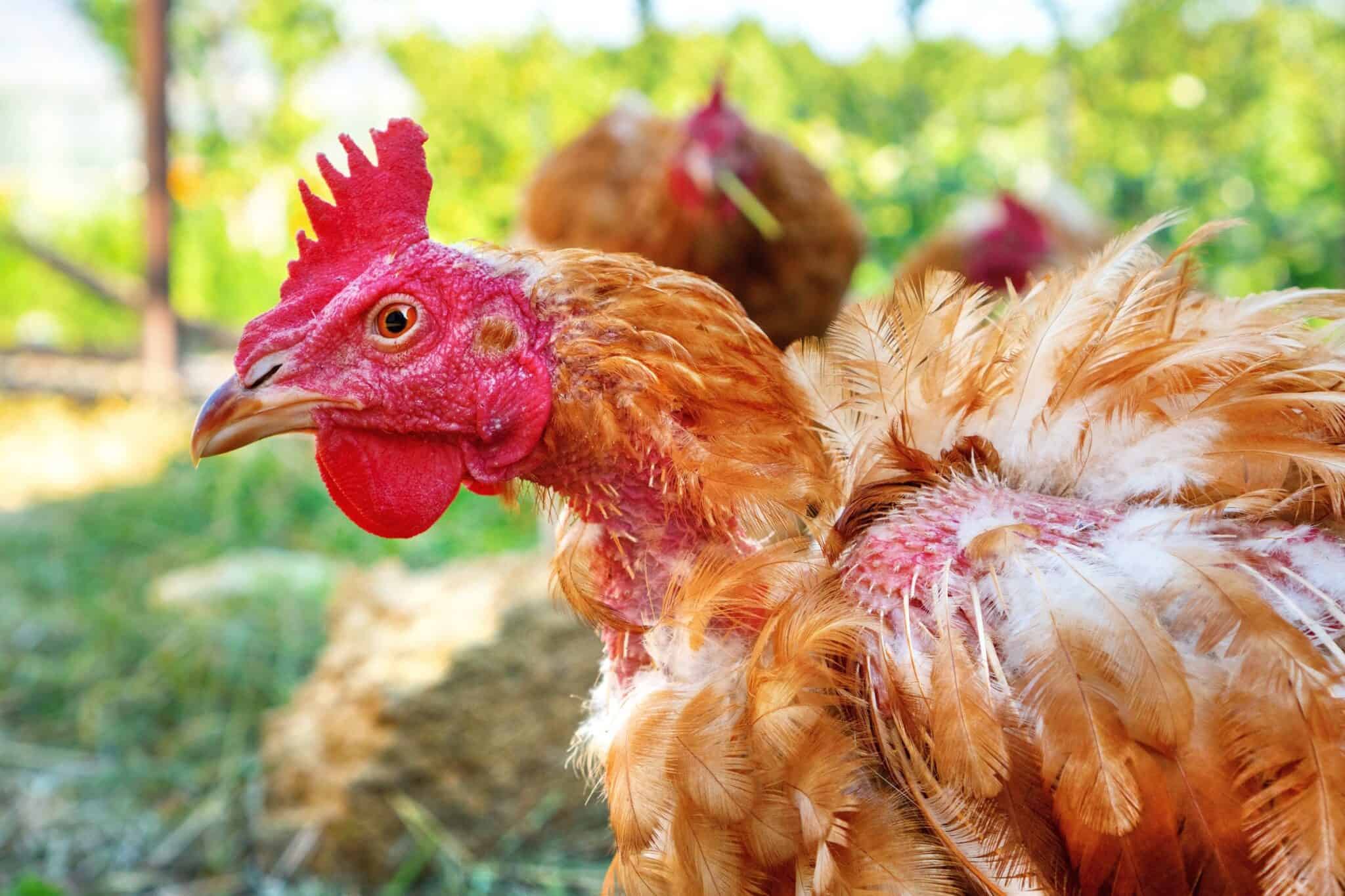 Chicken Mites: How to Identify and Get Rid of Them