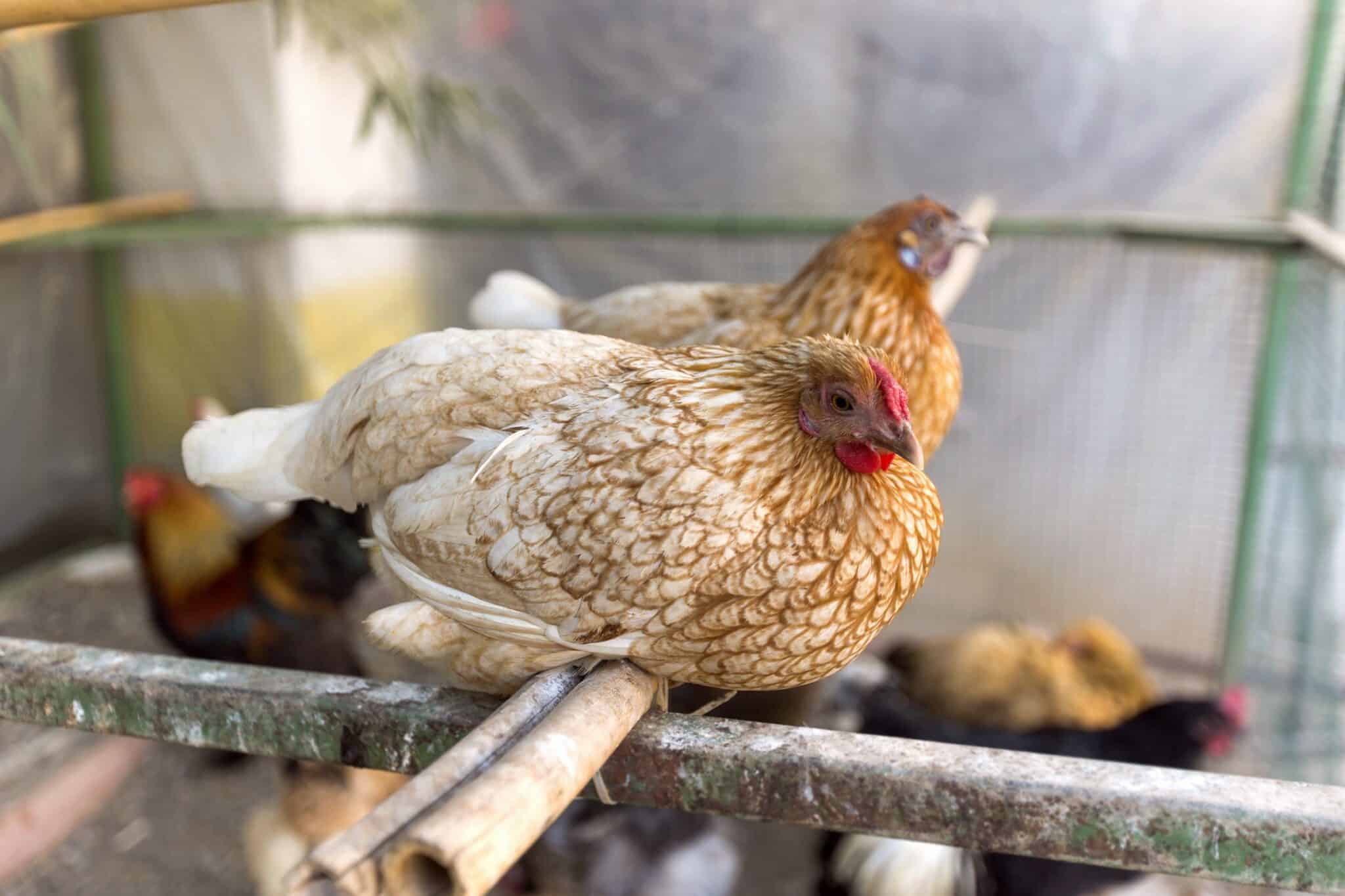 How to Build a Chicken Roost (12 Best Roost Ideas)