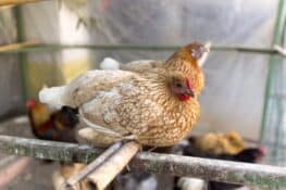 How to Build a Chicken Roost (12 Best Roost Ideas)
