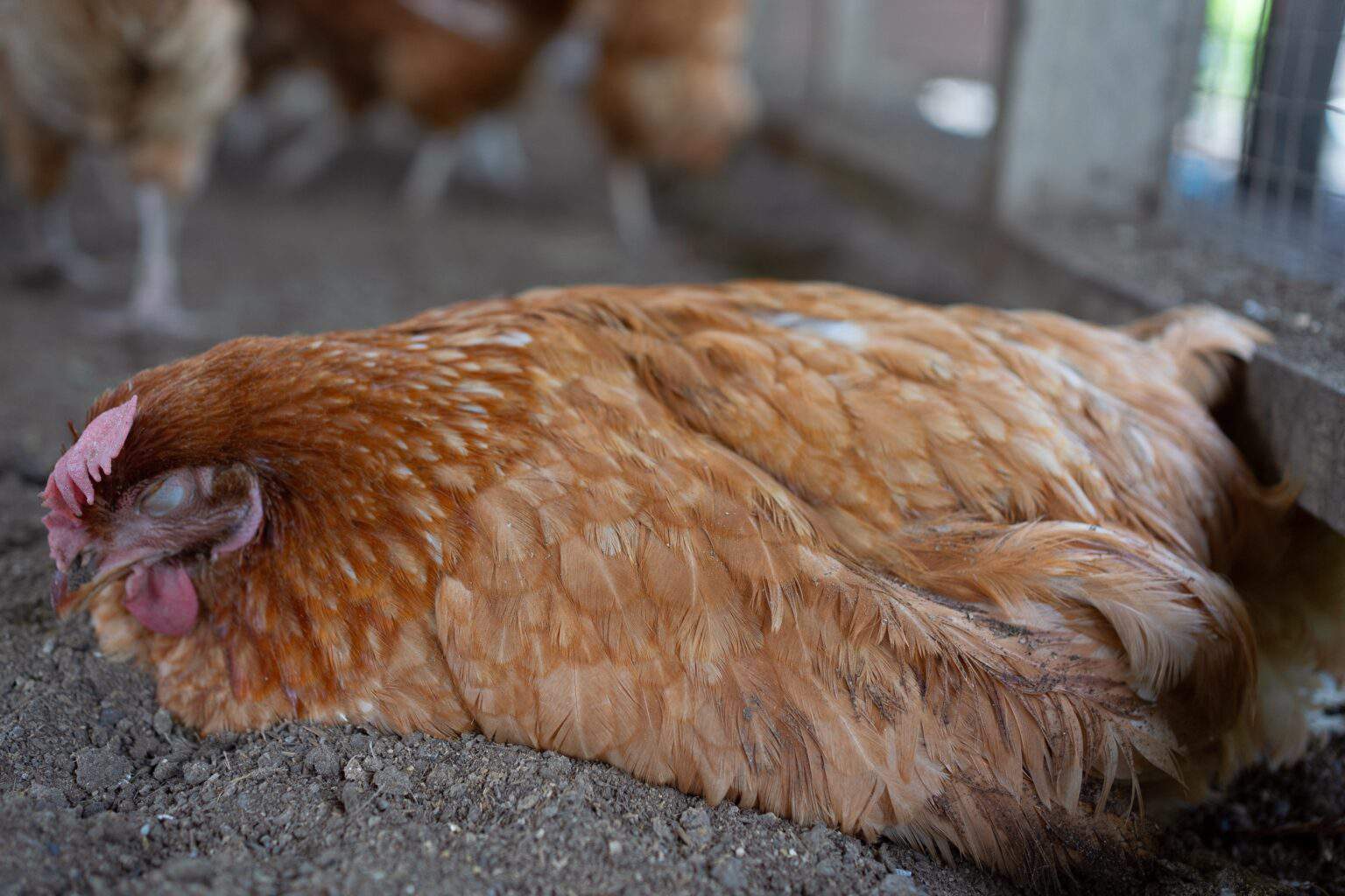 Sour Crop in Chickens: Causes, Treatment & Prevention
