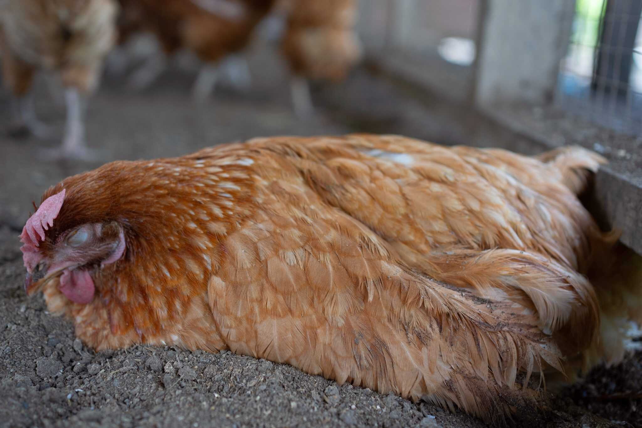 Sour Crop in Chickens: Causes, Treatment & Prevention