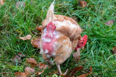 Prolapse Vent in Chickens: Symptoms, Causes & Treatment