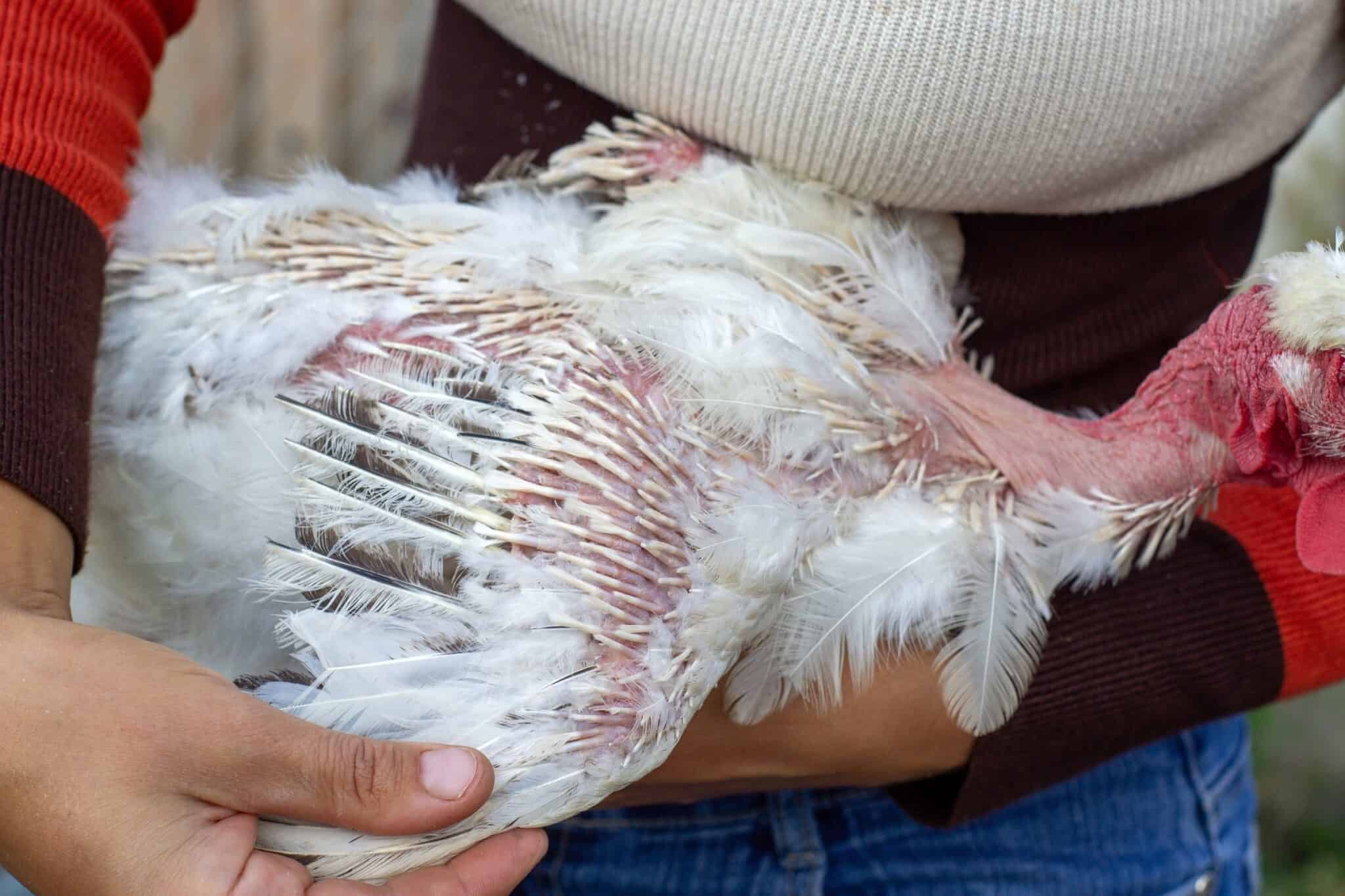 How to Cull a Chicken (The Most Humane Way)