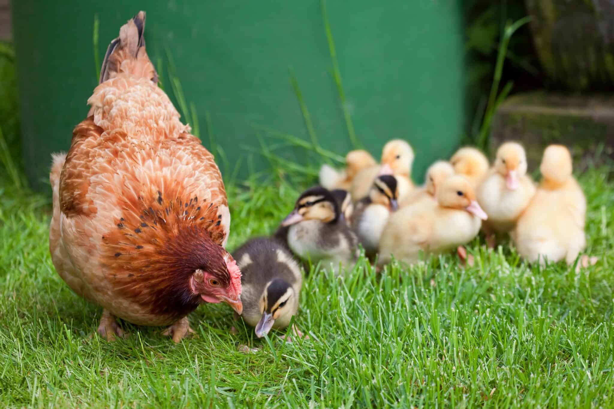 Can Chickens and Ducks Live Together? (Pros & Cons)