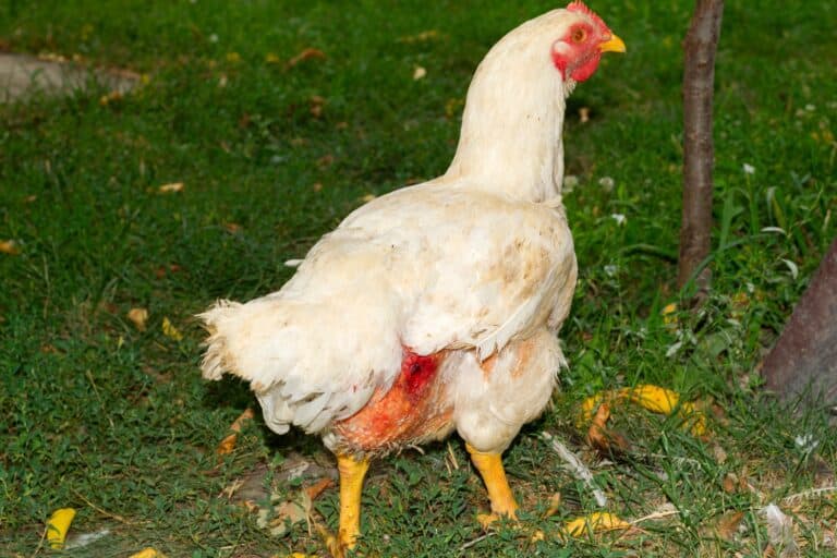 Prolapse Vent in Chickens: Symptoms, Causes & Treatment