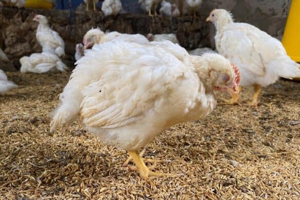 Sour Crop in Chickens: Causes, Treatment & Prevention
