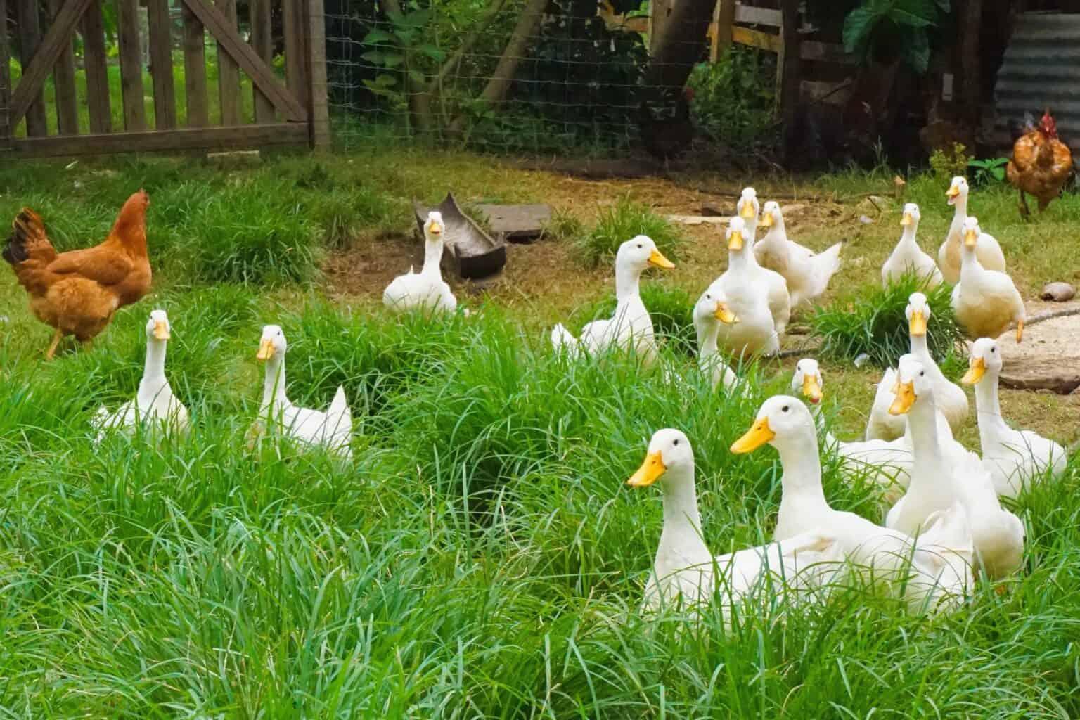 Can Chickens and Ducks Live Together? (Pros & Cons)