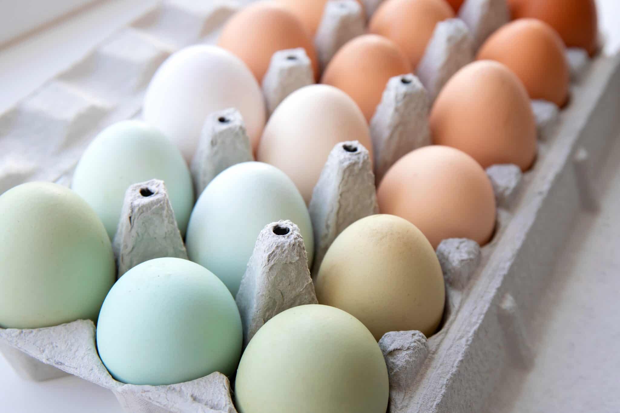 Top 20 Chickens That Lay Colored Eggs