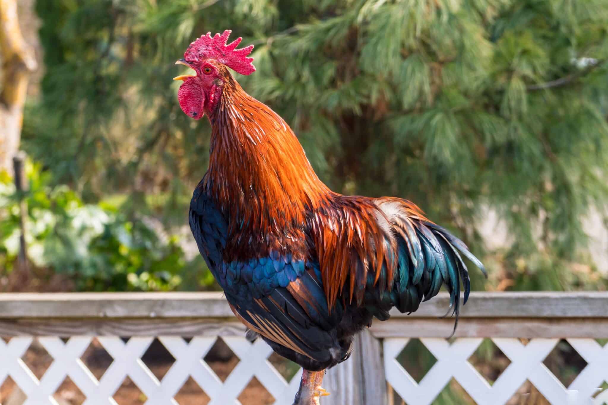 When Do Roosters Start Crowing? - Daily Chickens