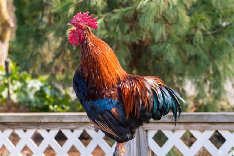 When Do Roosters Start Crowing? - Daily Chickens