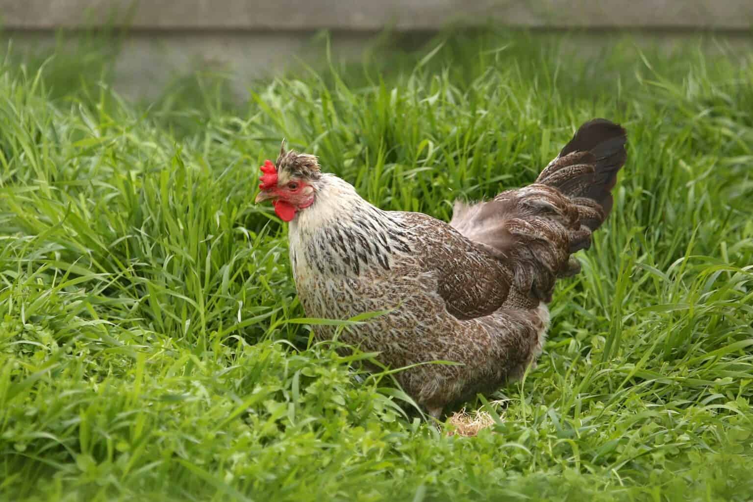 Top 20 Chickens That Lay Colored Eggs