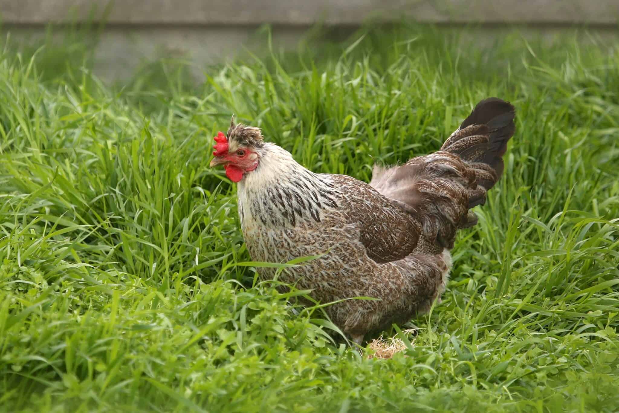 Top 20 Chickens That Lay Colored Eggs