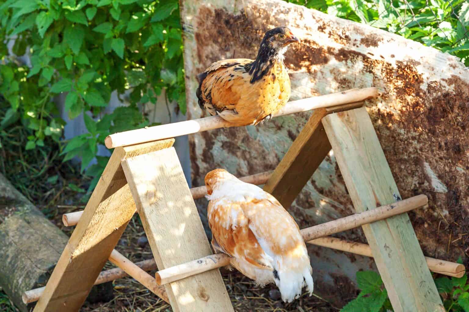 How to Build a Chicken Roost (12 Best Roost Ideas)